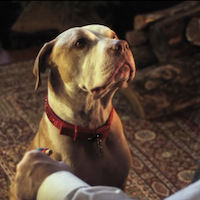 Pit Bull - Reel Dogs