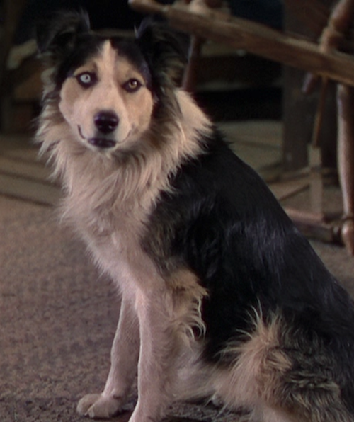 Tuffy - Reel Dogs